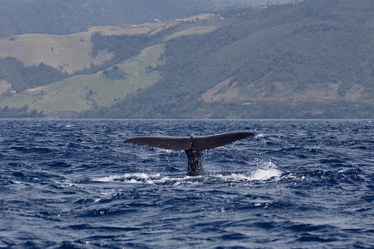 Snorkeling - Whale Watch Dominica